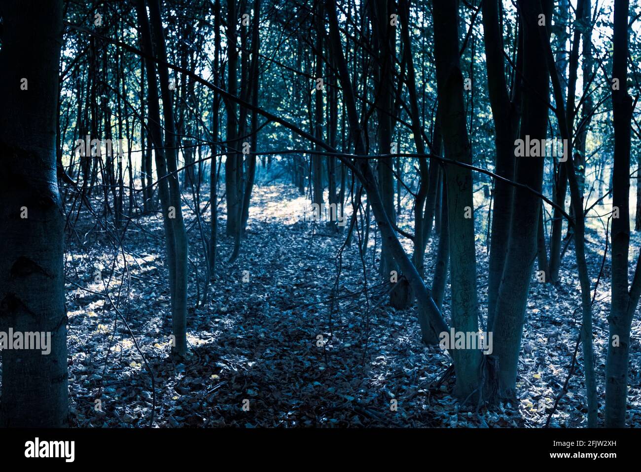 Strange forest scenic area hi-res stock photography and images - Alamy