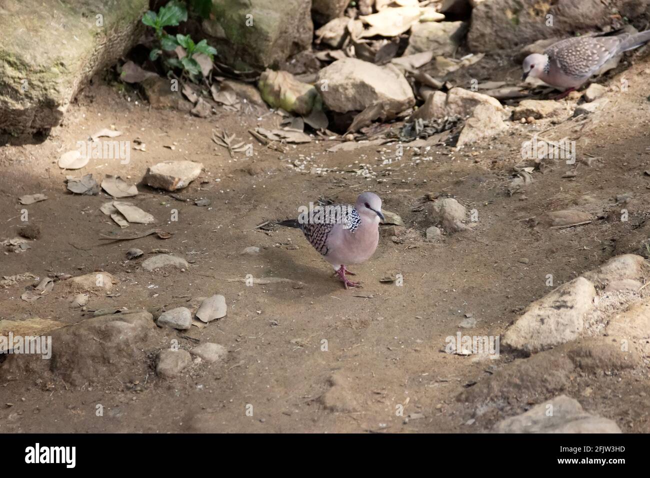Sedentary birds hi-res stock photography and images - Alamy
