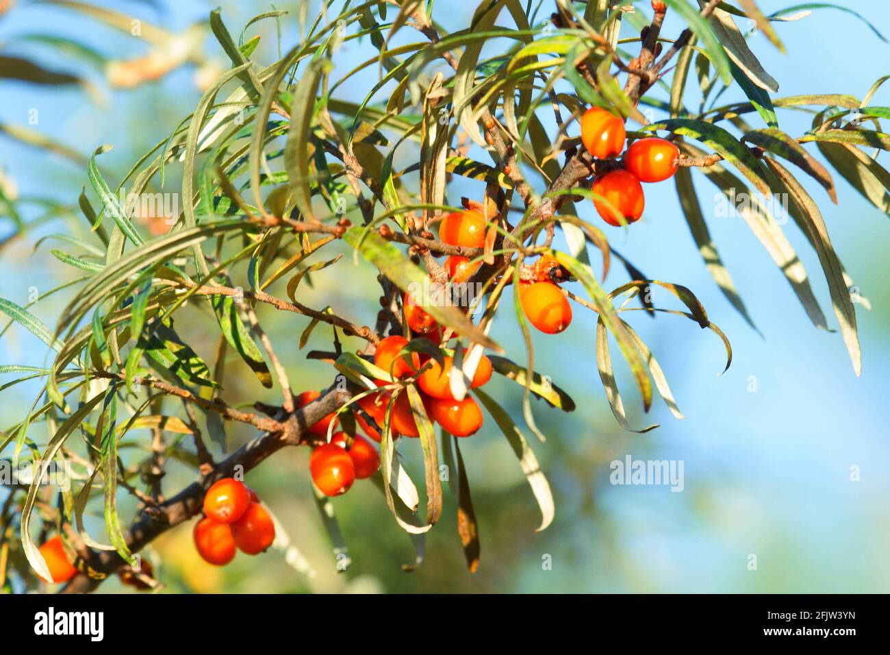 Sea Buckthorn Culture Hi Res Stock Photography And Images Alamy