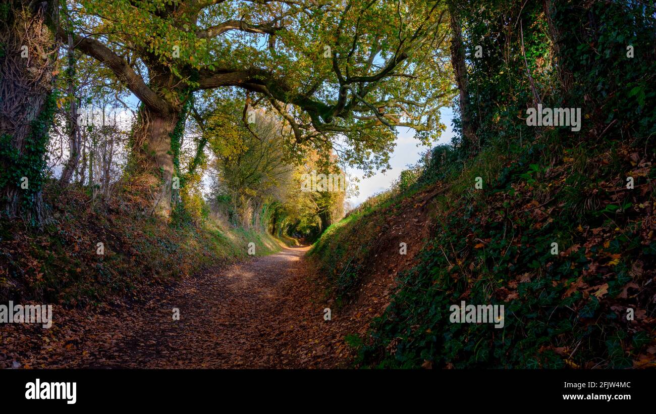 Tree tunnel at halnaker hi-res stock photography and images - Alamy