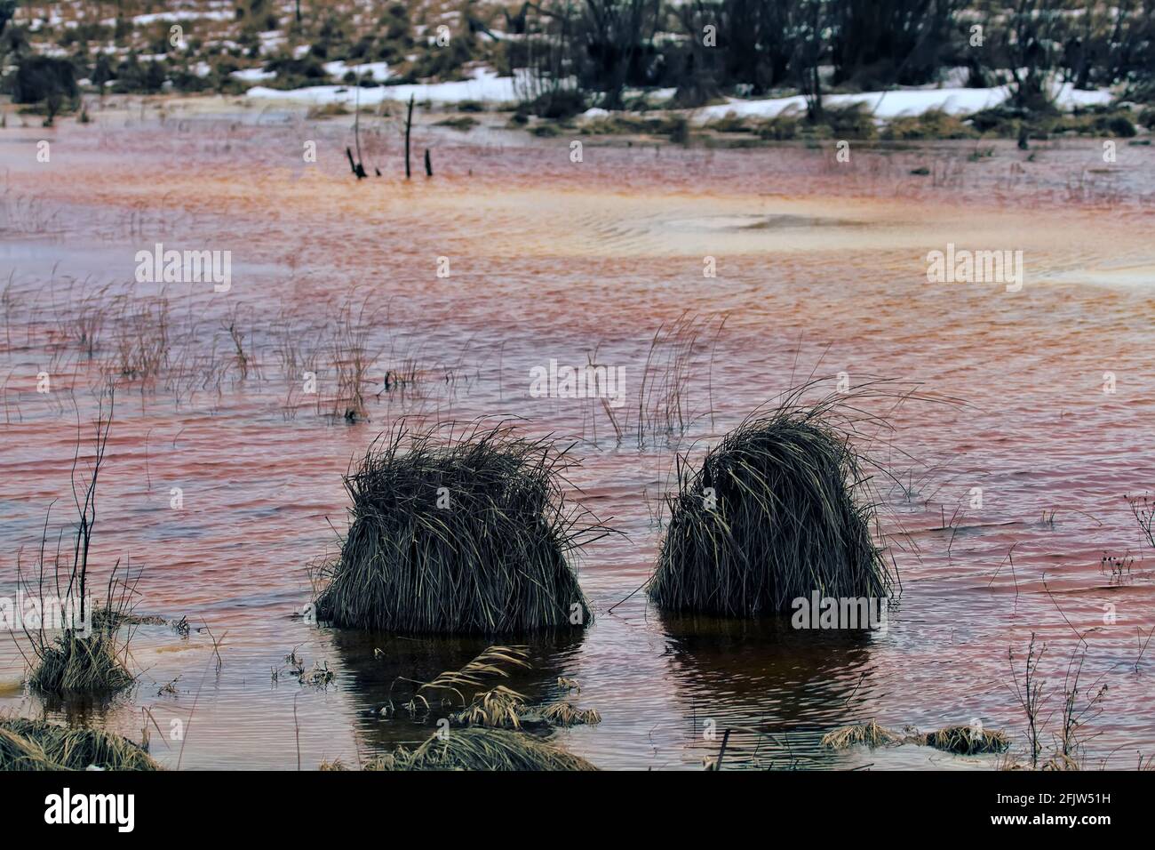 Winter views of lowland moor with yellow rotten ice, sedge hummocks ...