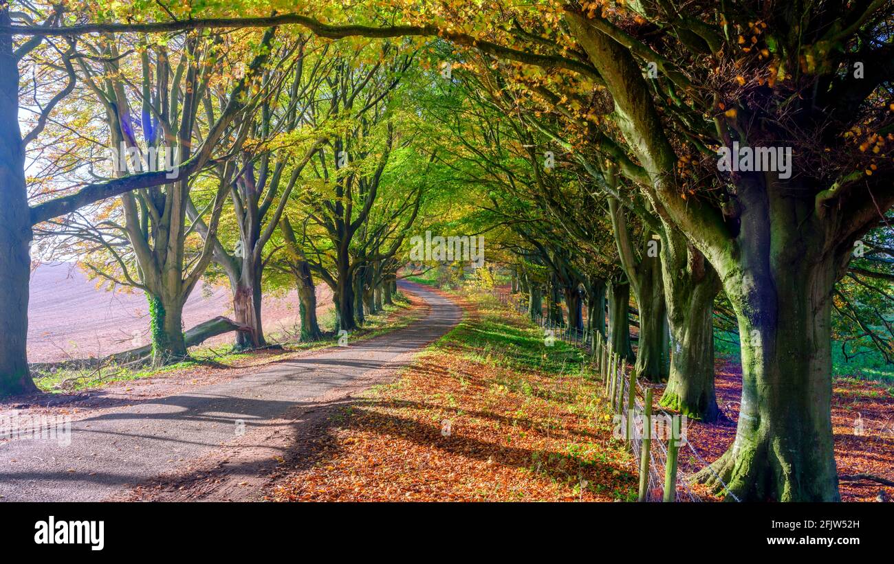 English rain forest hi-res stock photography and images - Alamy