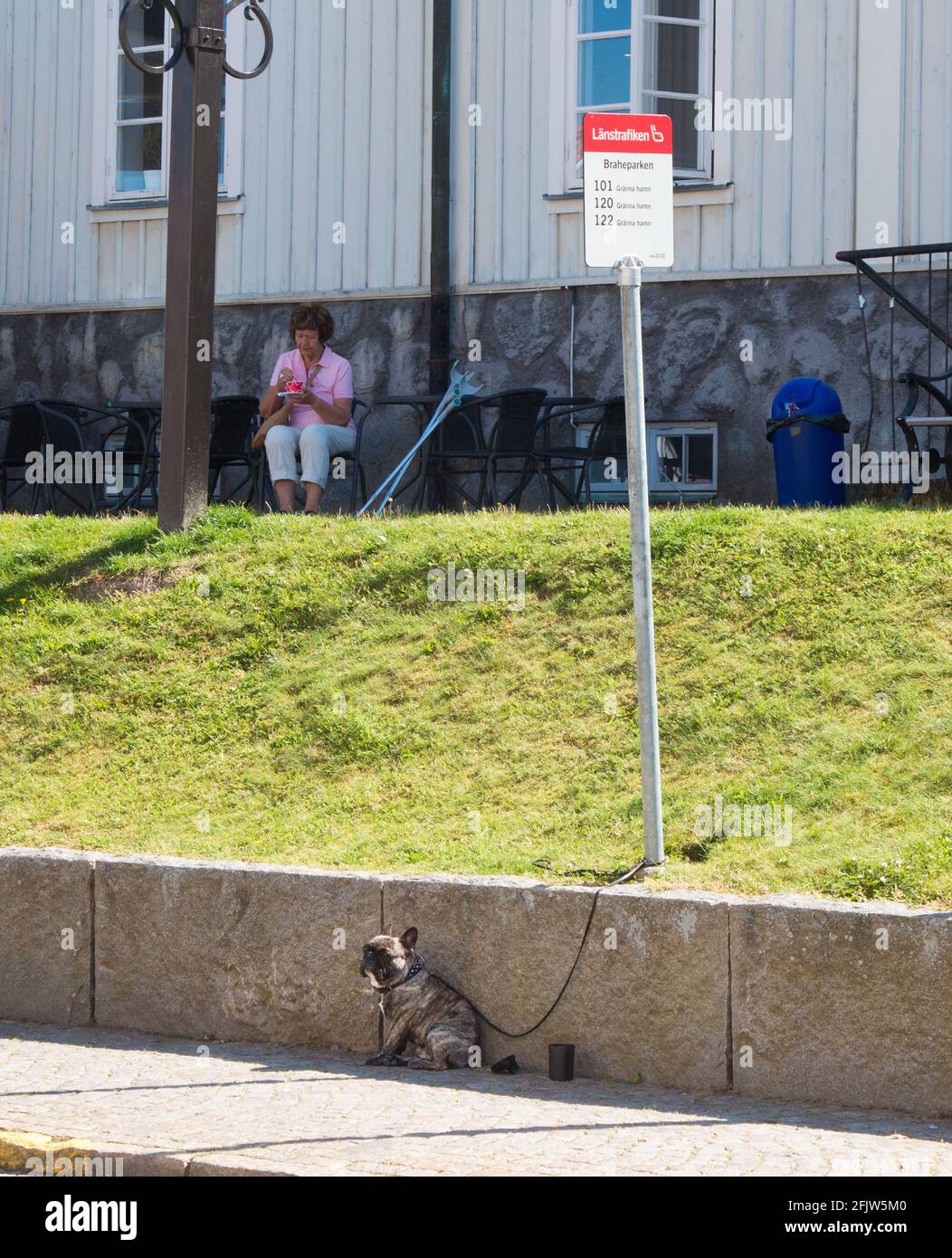 Dog waiting at a bus stop Stock Photo - Alamy