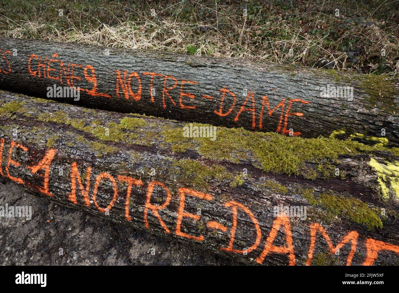 France, Haute Saone, Moffans et Vacheresse, forest, oak logs (Quercus ...