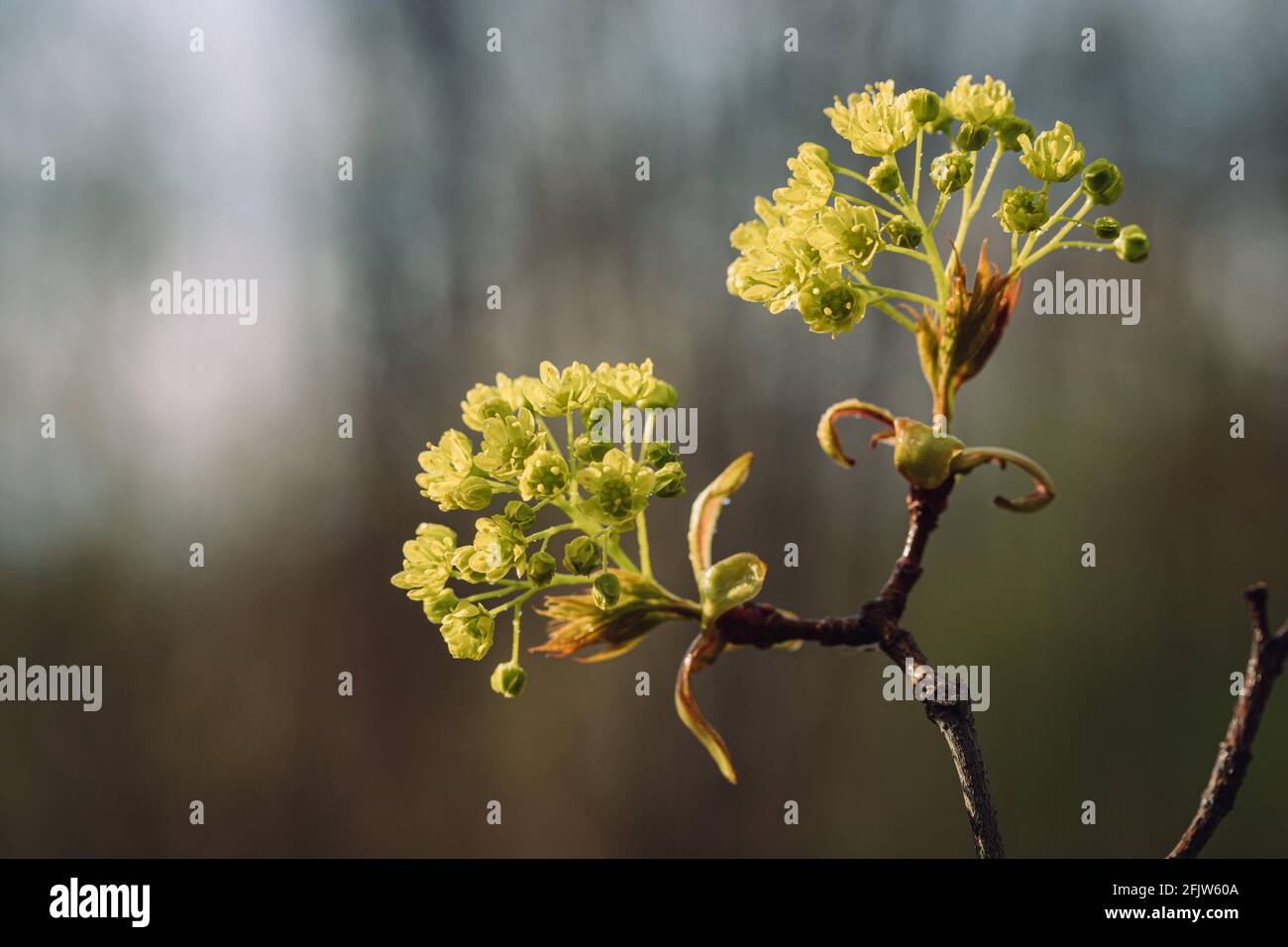 Closeup of flowering maple tree with blue dark background Stock Photo ...