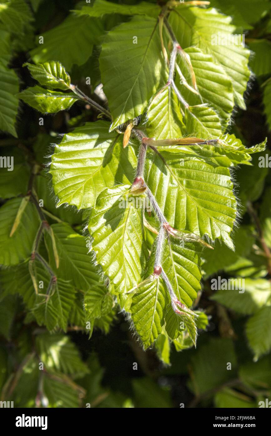 A close up view of soft, fresh, furry, hairy and shiny newly unfurled ...