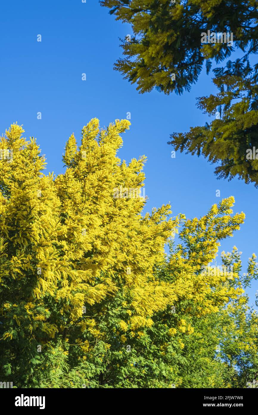 France, Var, Tanneron, blooming mimosas in the Tanneron massif Stock ...