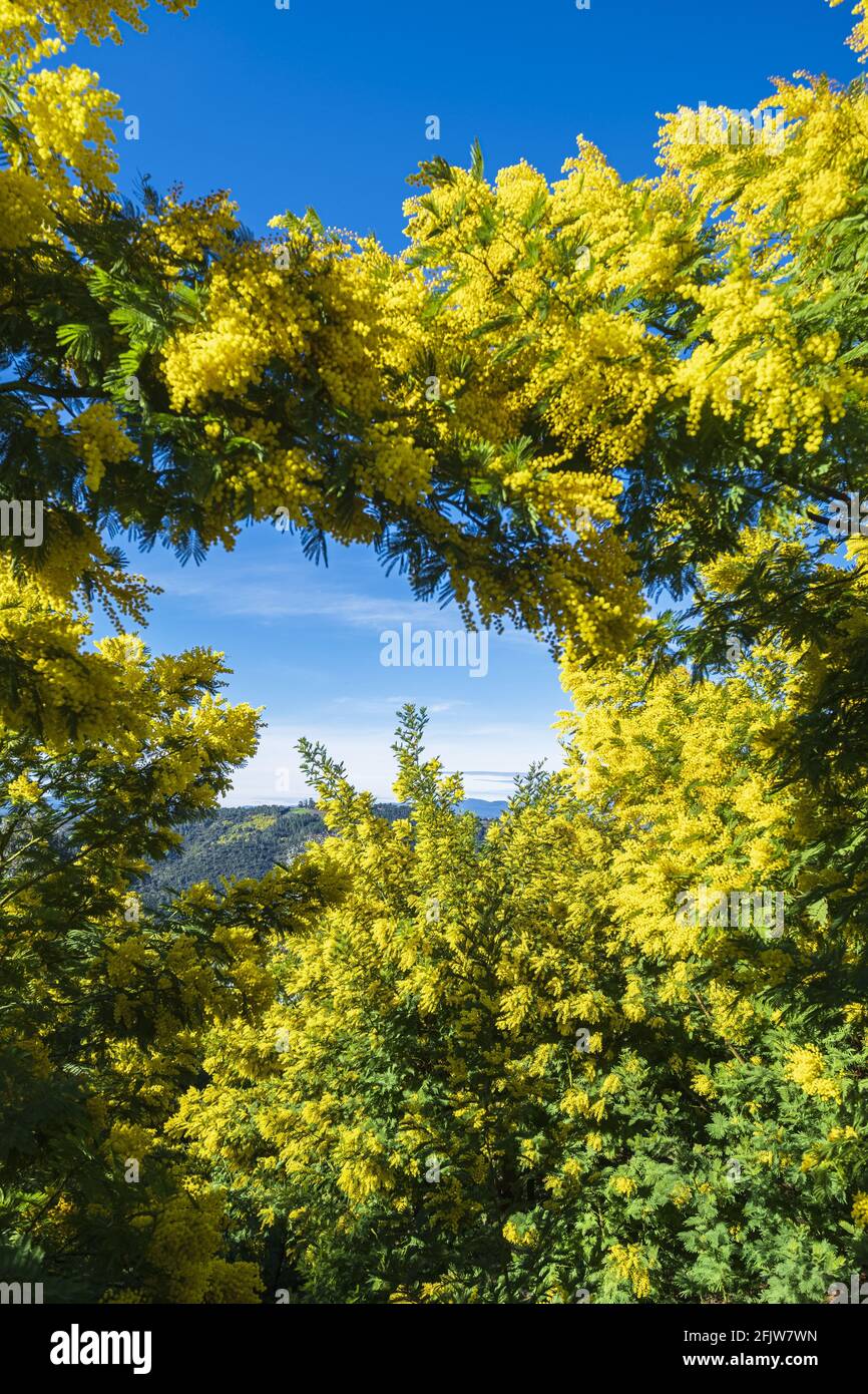France, Var, Tanneron, blooming mimosas in the Tanneron massif Stock ...