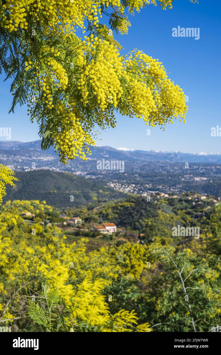 Tanneron Forest High Resolution Stock Photography and Images - Alamy