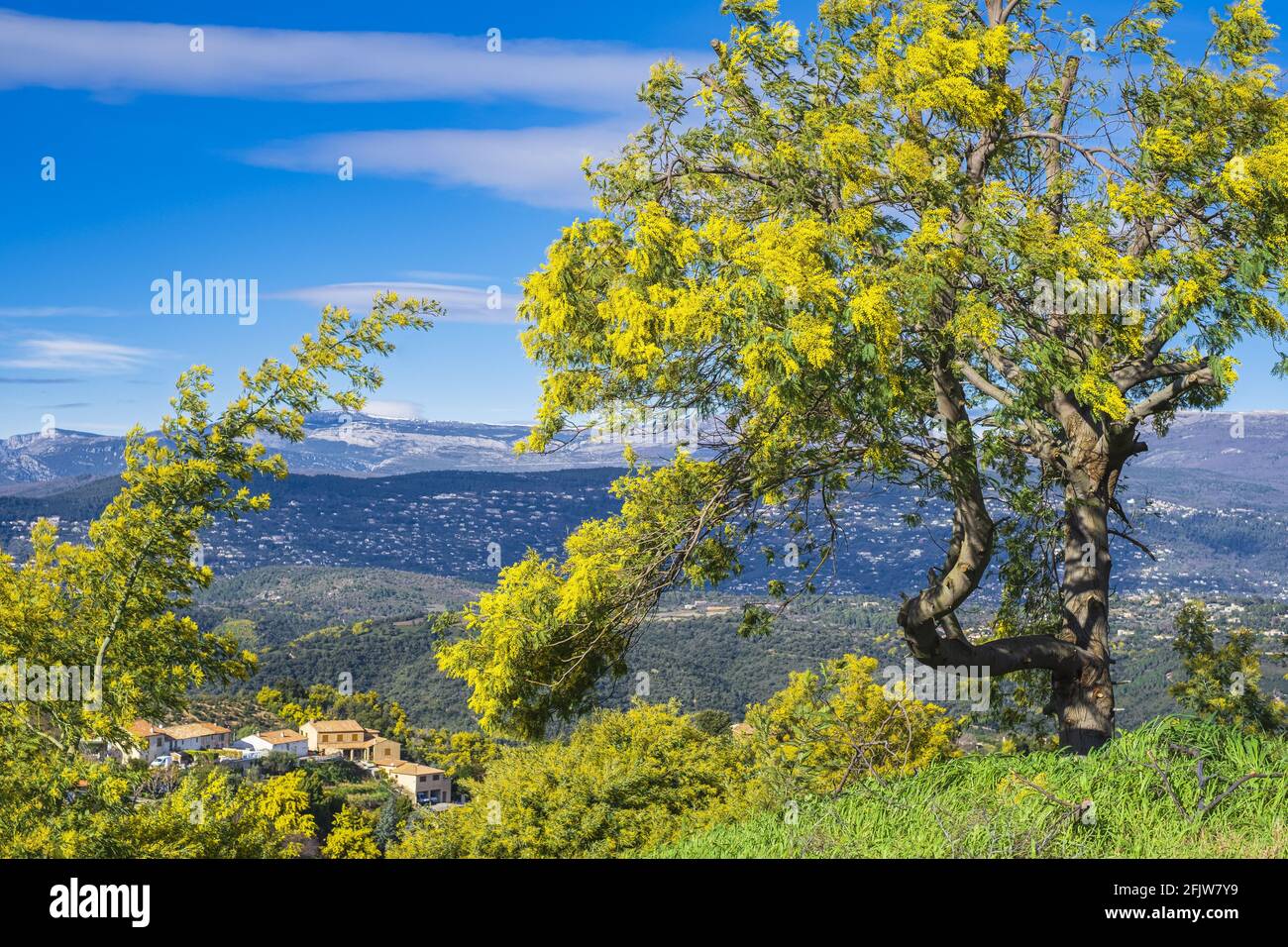 Tanneron Forest High Resolution Stock Photography and Images - Alamy