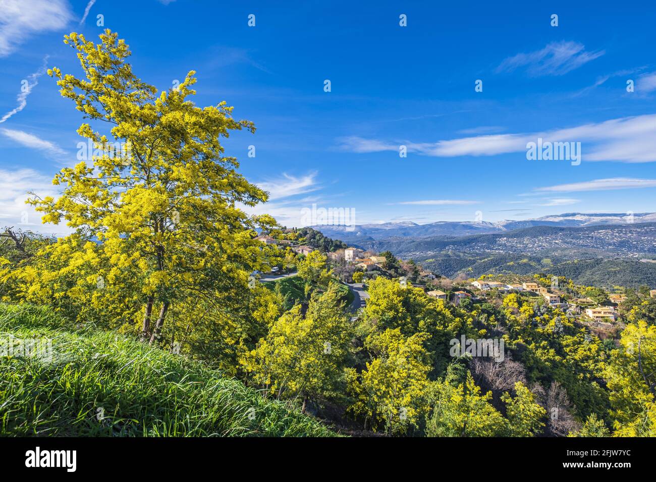 Tanneron Forest High Resolution Stock Photography and Images - Alamy