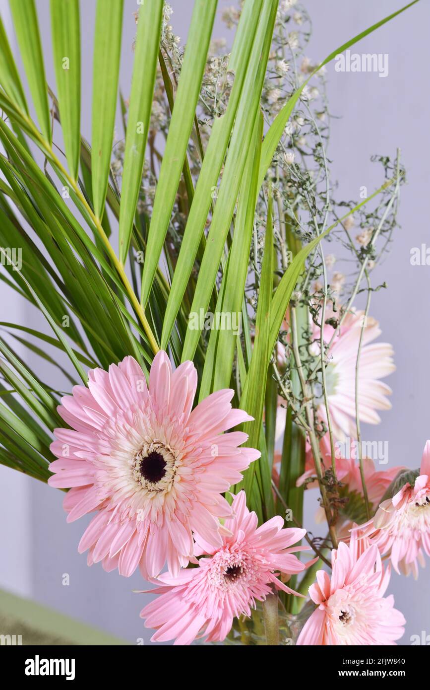 The beauty Pink Gerbera Flowers Stock Photo - Alamy