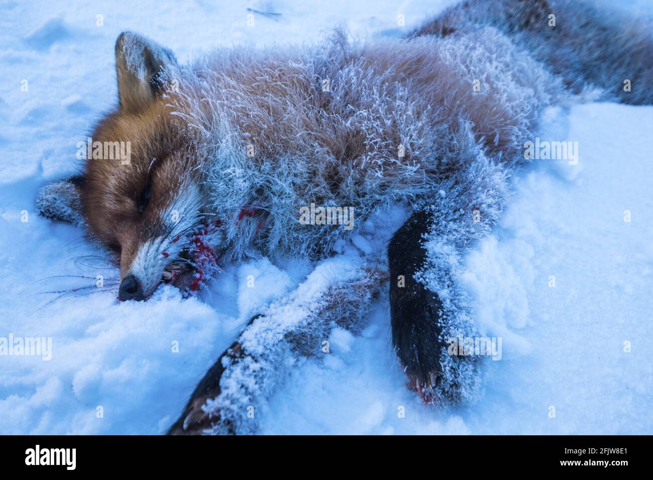 Tjautjas hi-res stock photography and images - Alamy