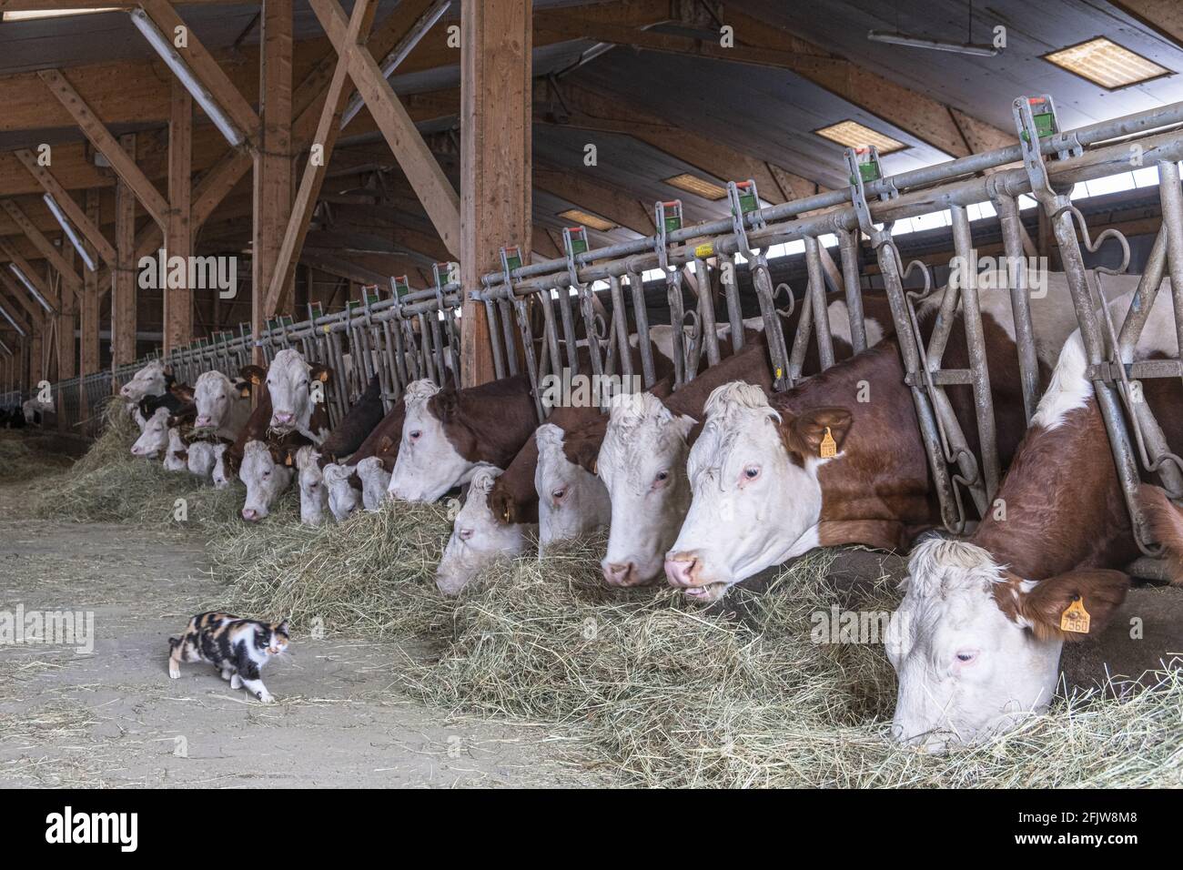 France, Puy de Dome, Egliseneuve d'Entraigues, dairy cow breeding, Parc ...