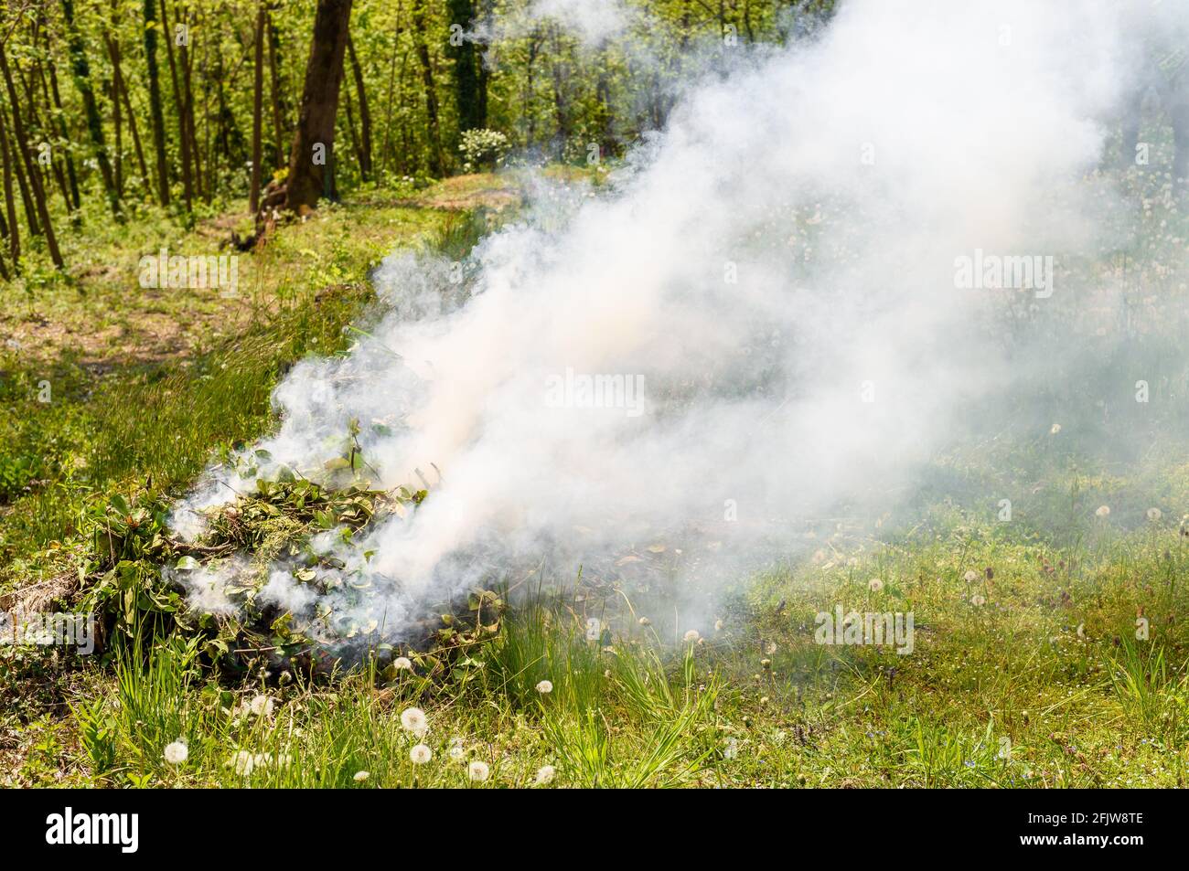Smoke rising from burning green plants, Incineration of plants in the ...