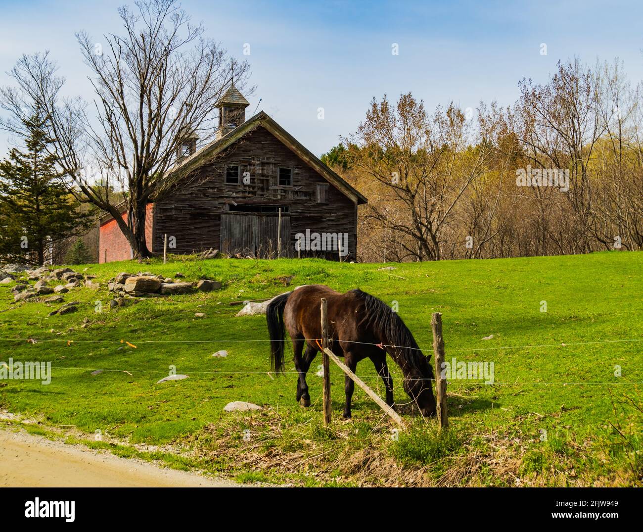 Grazing brown horse hi-res stock photography and images - Alamy