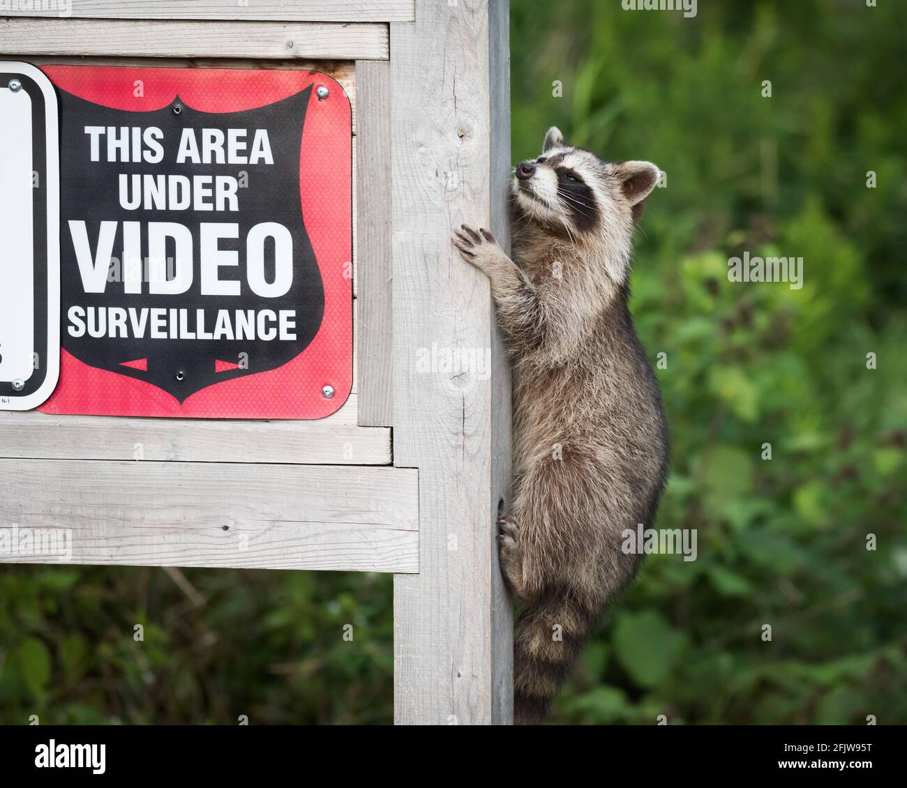 Masked bandit raccoon hi-res stock photography and images - Alamy