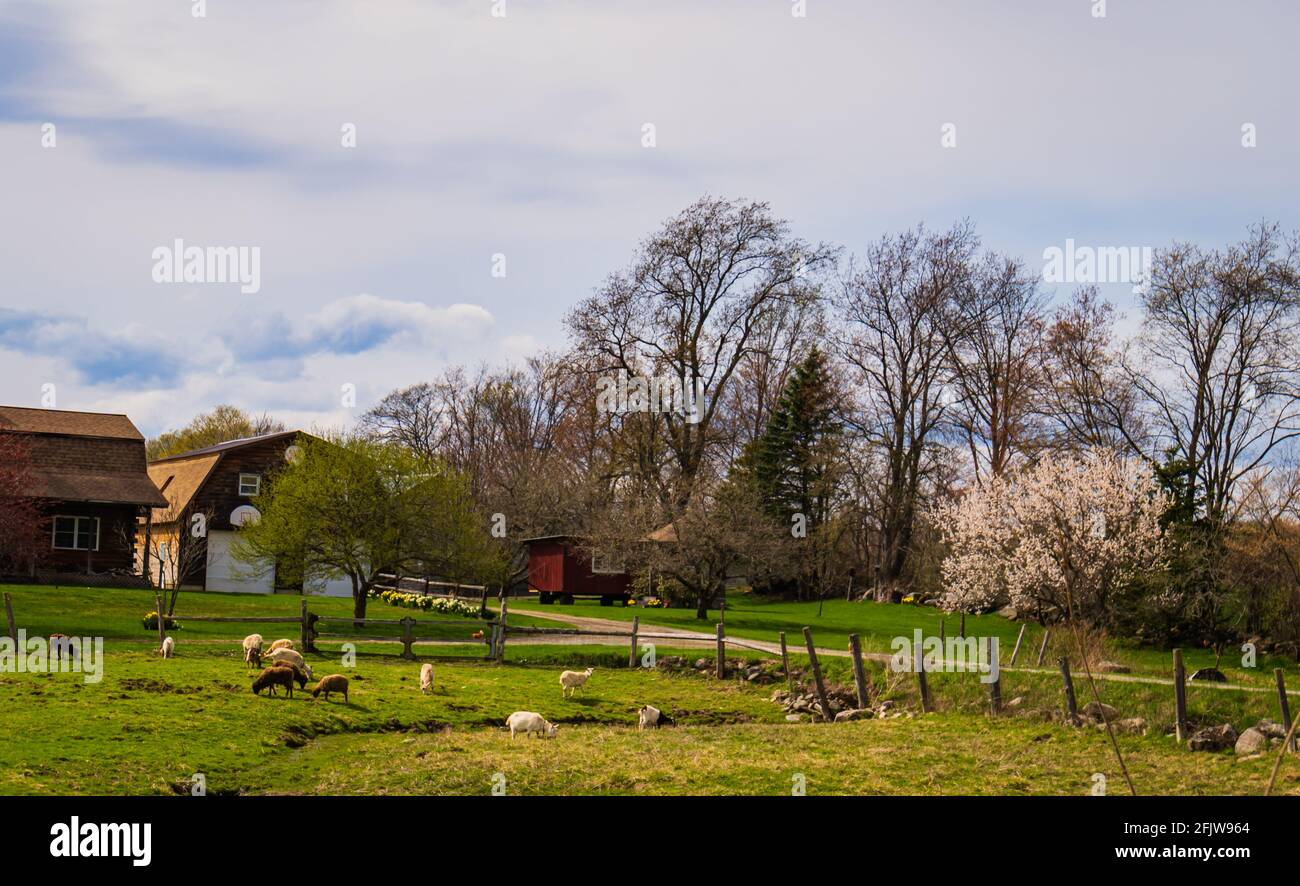Sheep goat farm hi-res stock photography and images - Alamy