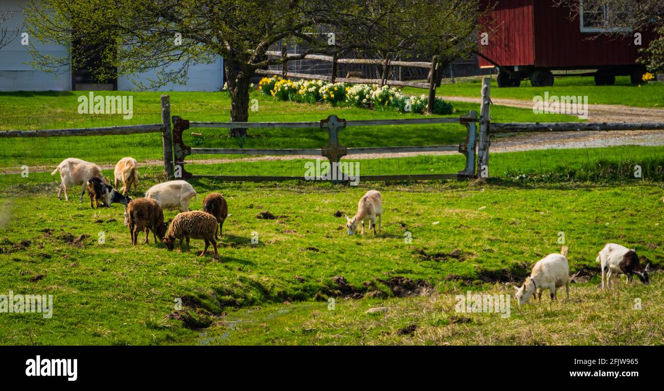 Spring goats hi-res stock photography and images - Alamy