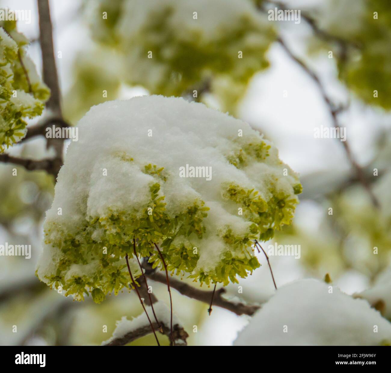 spring interrupted: snow covers cluster of maple buds Stock Photo - Alamy