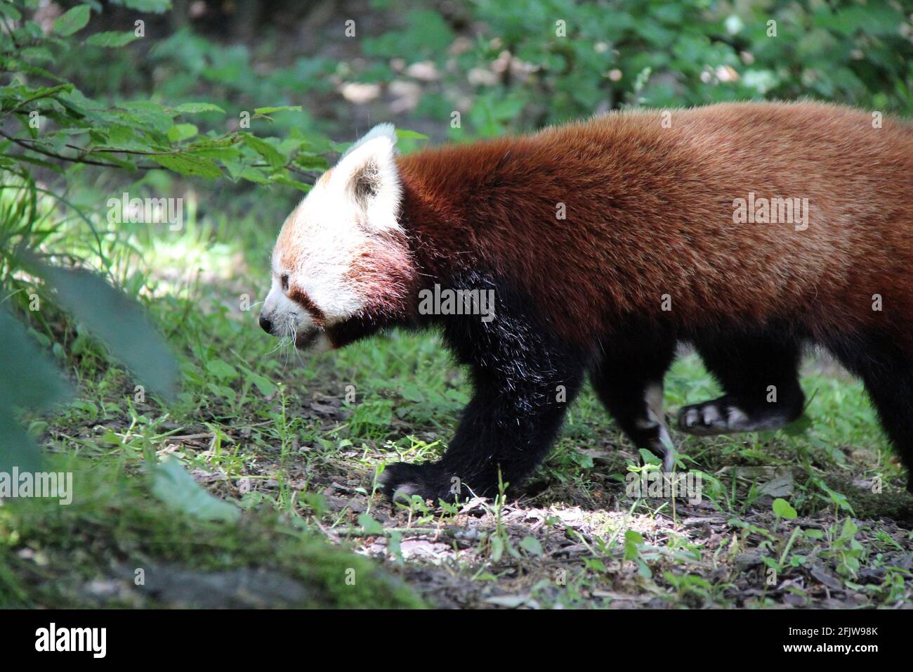 red panda in a zoo in france Stock Photo - Alamy