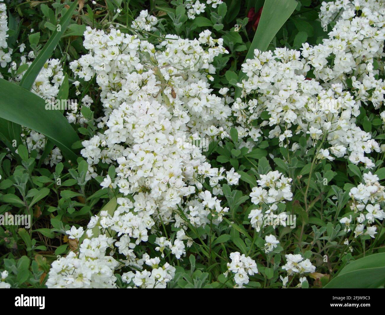 Floral background of cerastium snow-in-summer flowers close up Stock ...