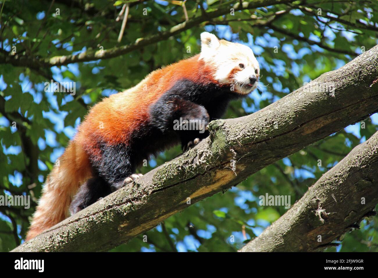 red panda in a zoo in france Stock Photo - Alamy