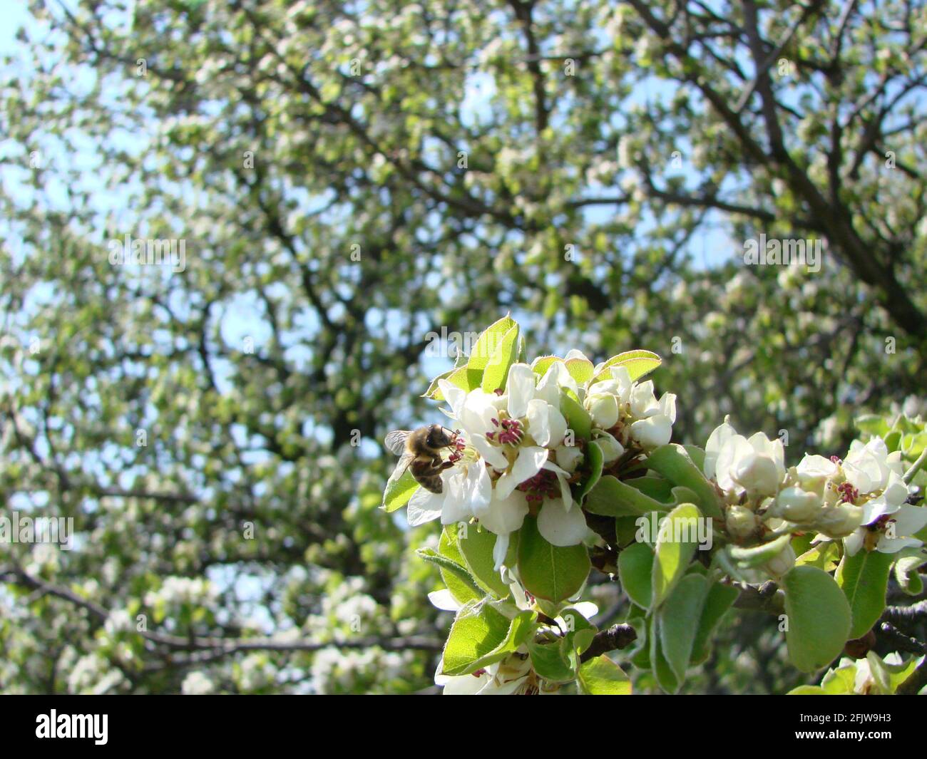 Pollination of flowers by bees pears. White pear flowers is a source of ...
