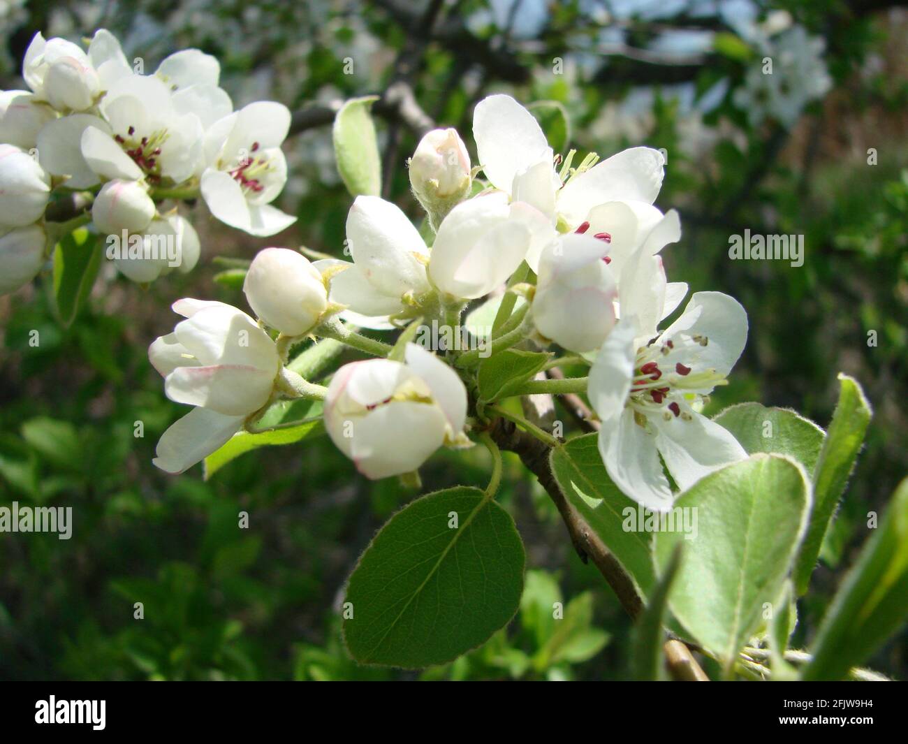 Pollination of flowers by bees pears. White pear flowers is a source of ...
