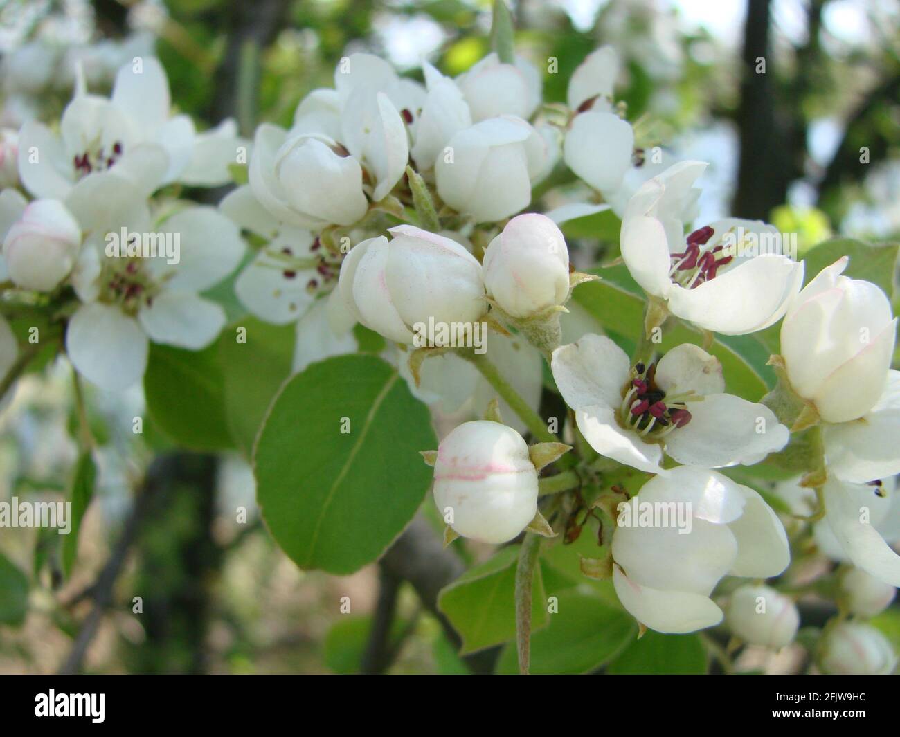 Pollination of flowers by bees pears. White pear flowers is a source of ...