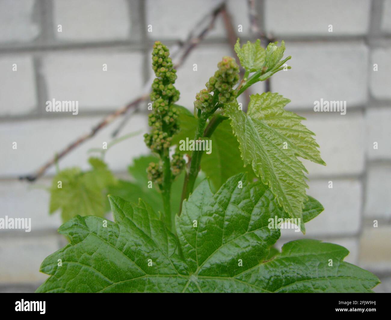 Flowering of a grapevine. Young branches of grapes with peduncles about ...