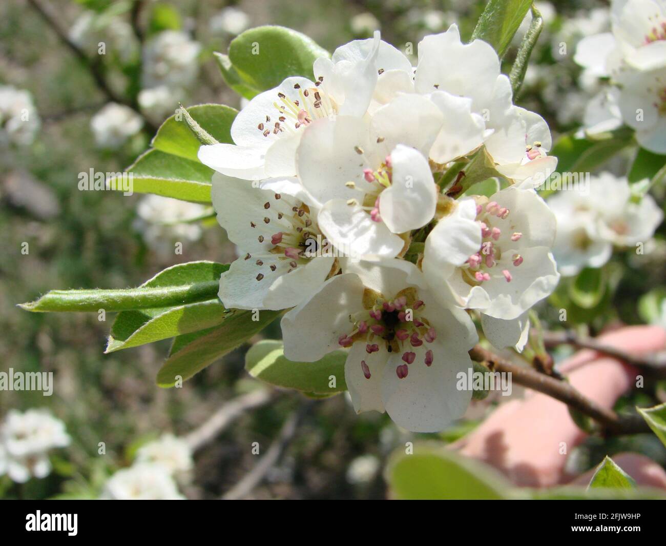 Pollination of flowers by bees pears. White pear flowers is a source of ...