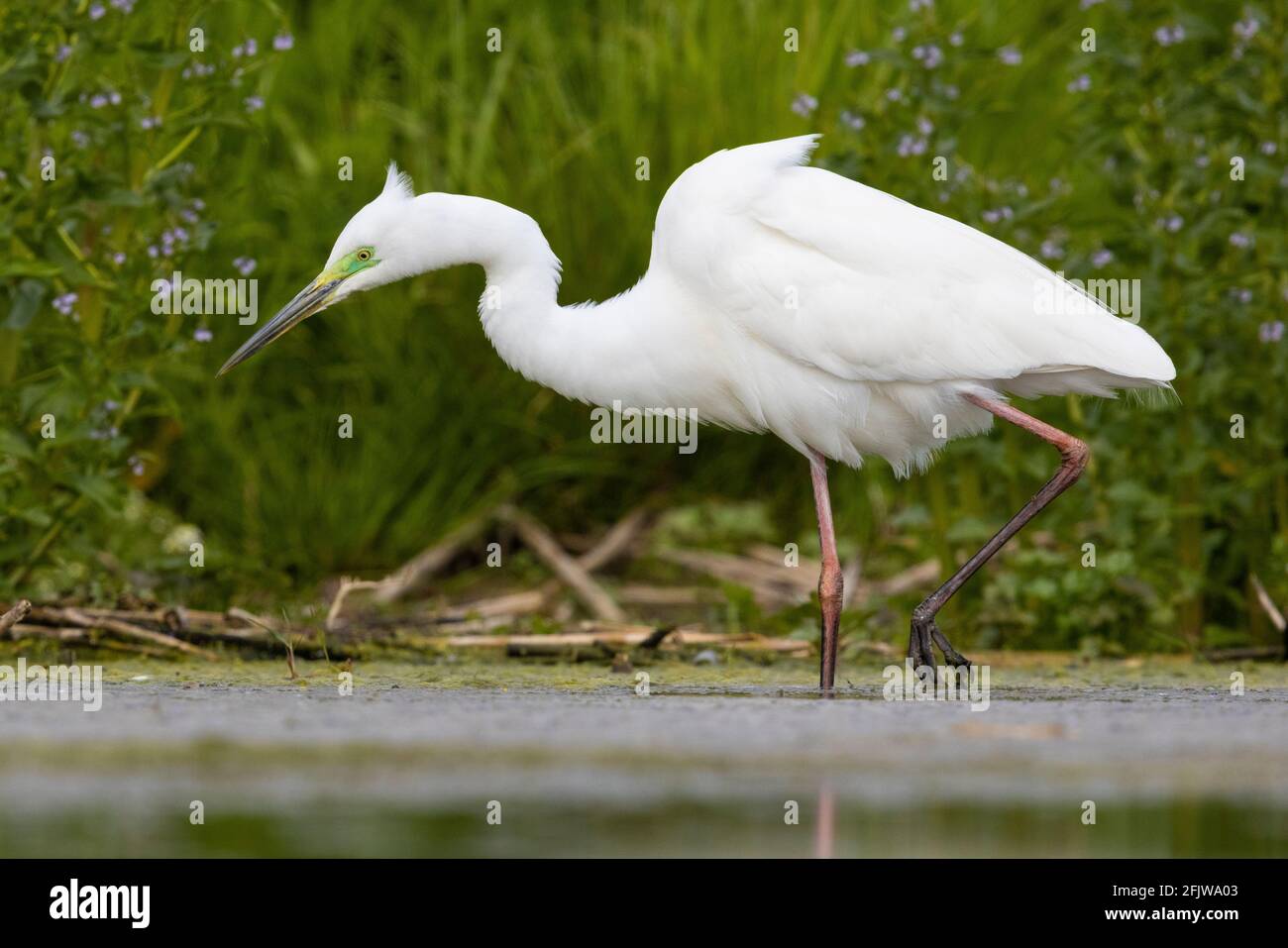 Great Egret (Ardea alba), side view of an adult in breeding plumage ...