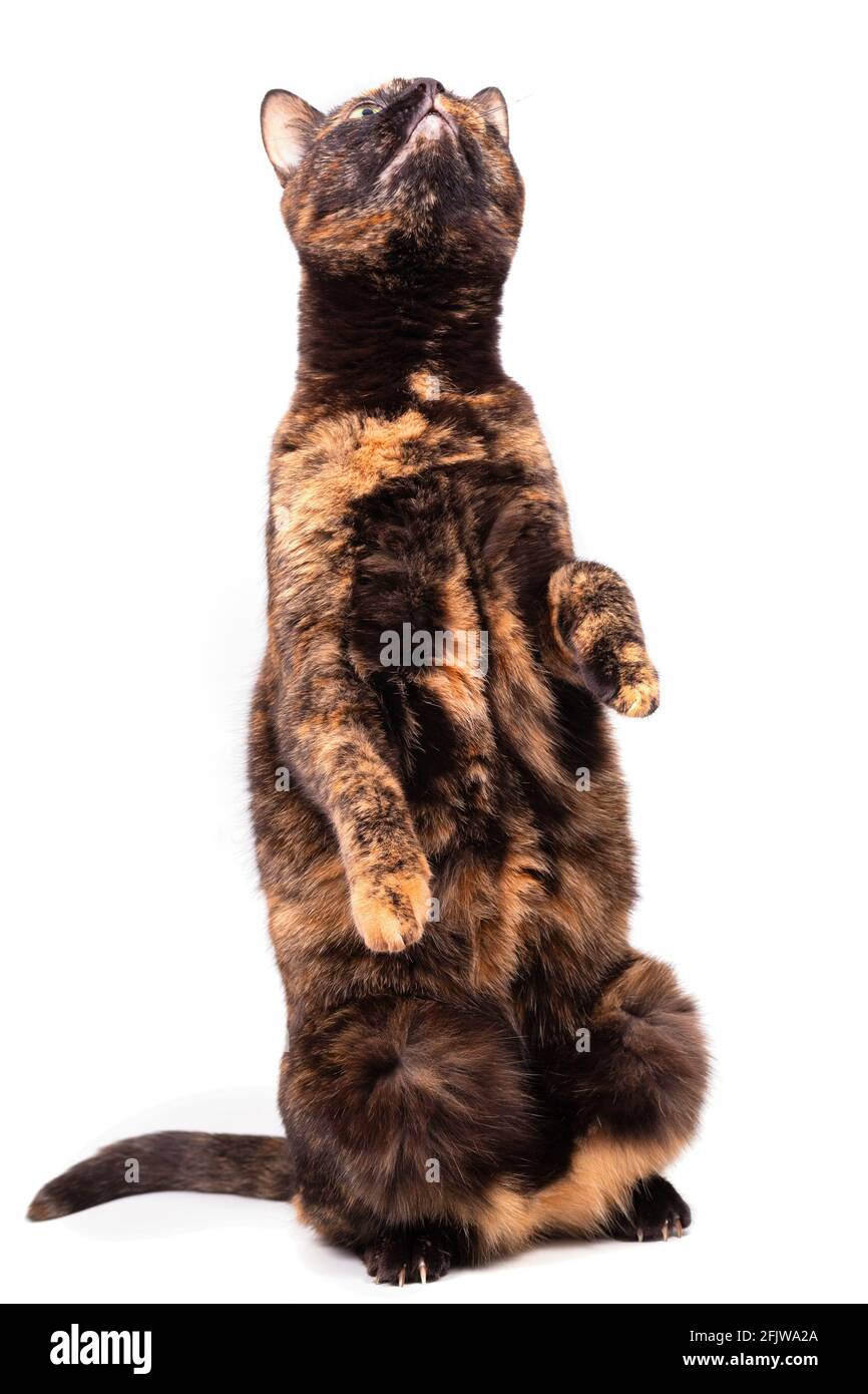 Mottled fur Cut Out Stock Images & Pictures - Alamy