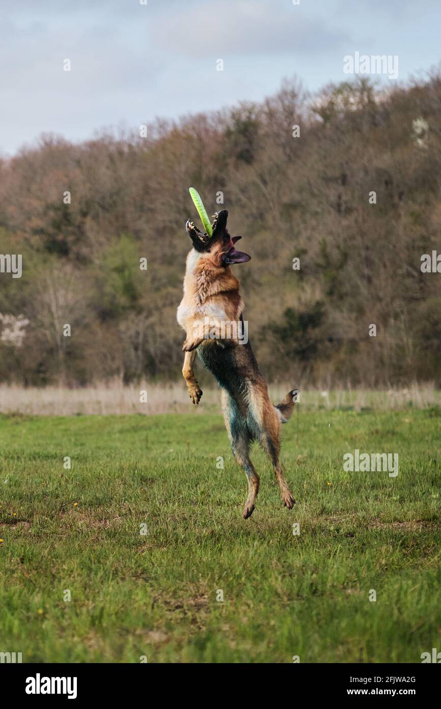 German Shepherd jumps high and catches toy disk with its teeth. Games ...