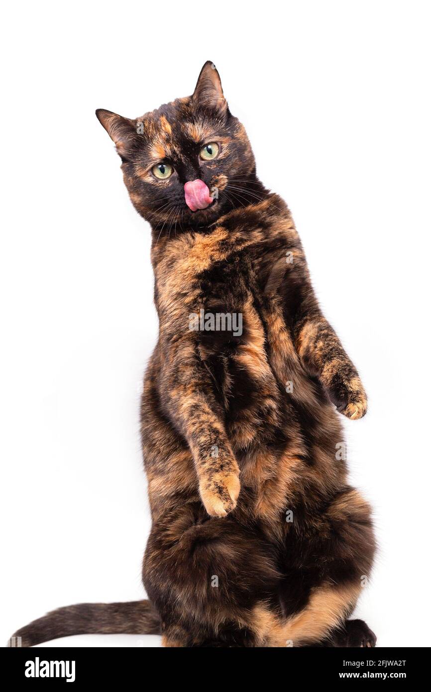 A mottled tortoiseshell cat sits comically on its hind legs, raised its ...