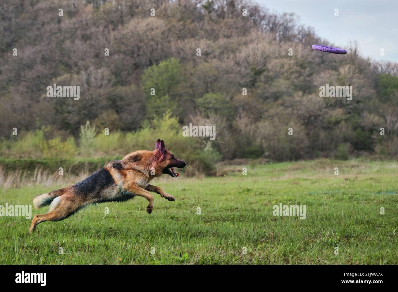 German Shepherd runs quickly across field and catches up with the round ...