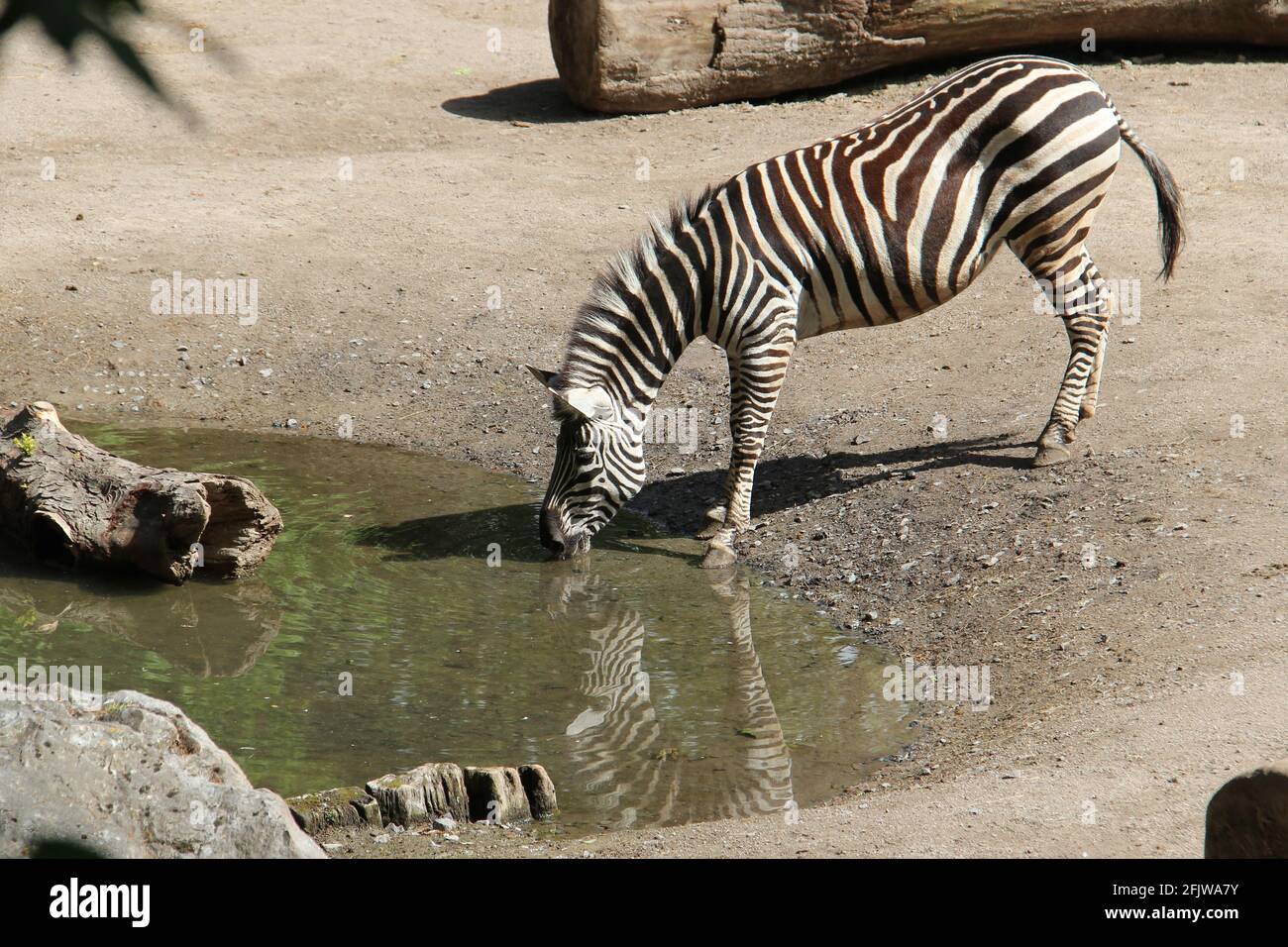 zebra in a zoo in france Stock Photo - Alamy