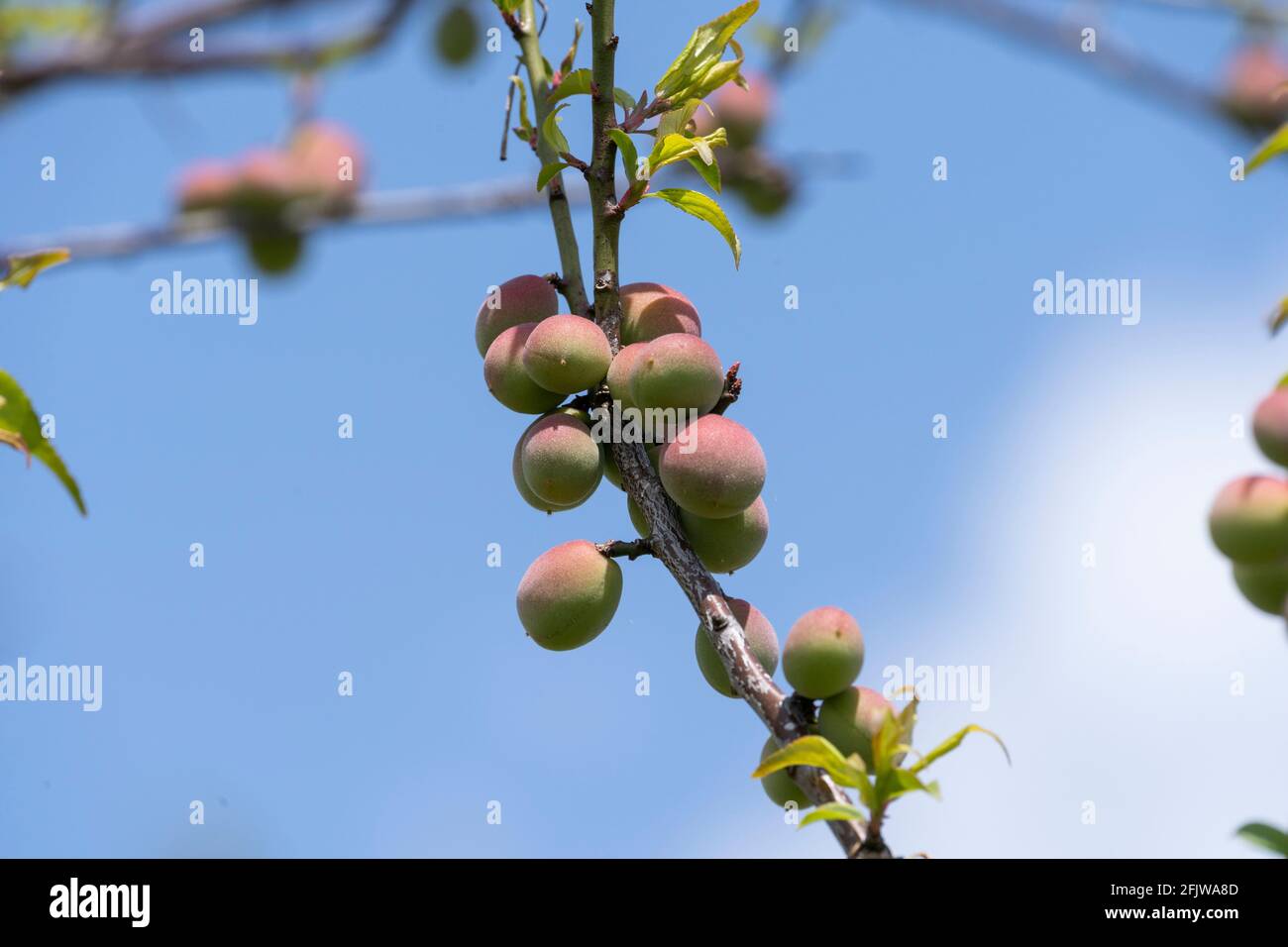 Unripe Japanese plum fruits, Isehara City, Kanagawa Prefecture, Japan ...