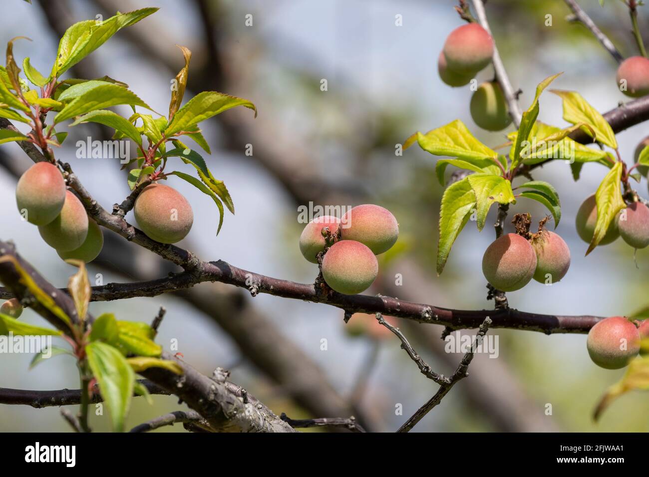Unripe Japanese plum fruits, Isehara City, Kanagawa Prefecture, Japan ...