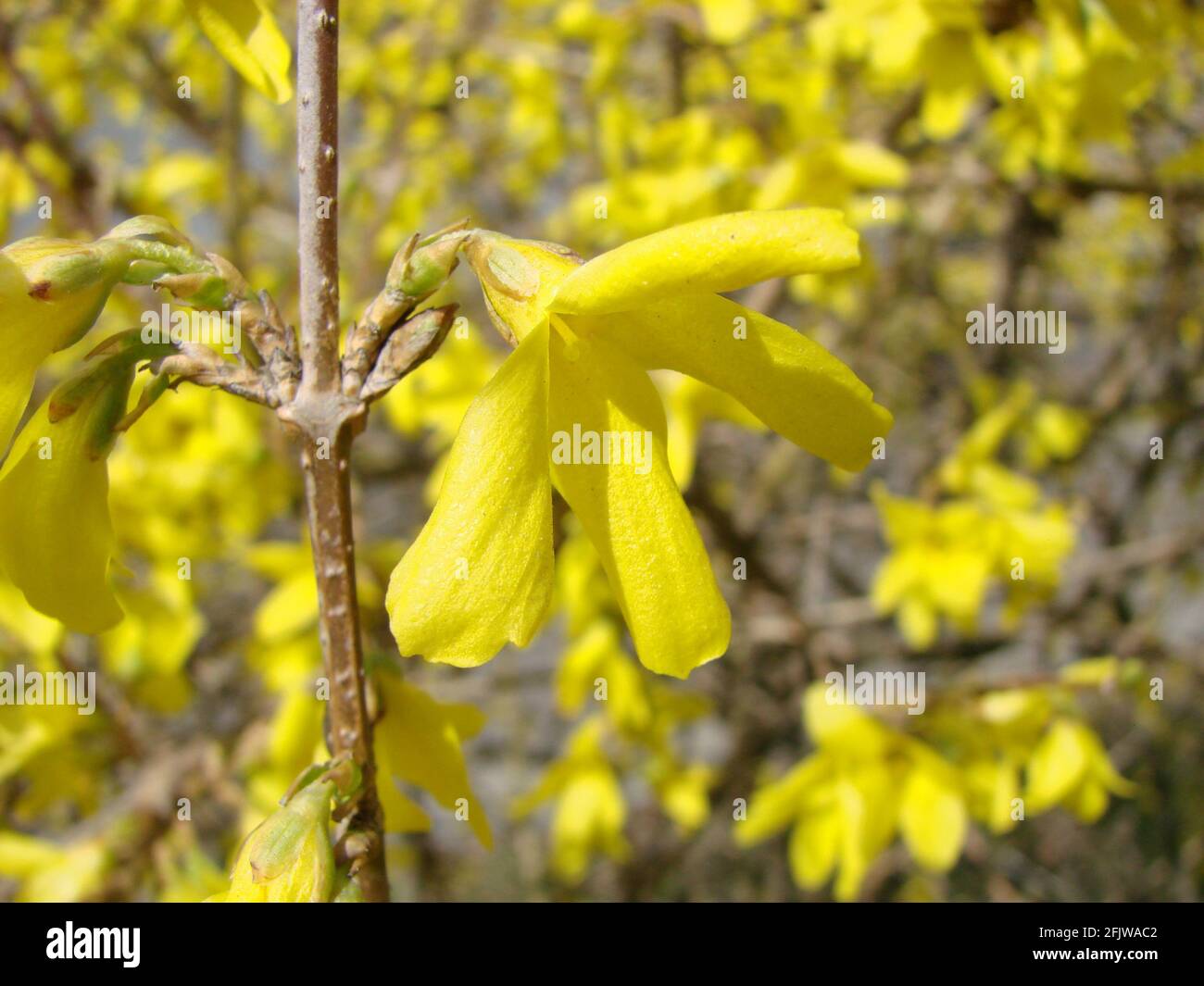 Forsythia ovata petal hi-res stock photography and images - Alamy