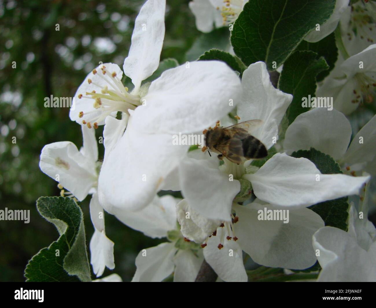 Bee pollinates blossoming apple tree hi-res stock photography and ...