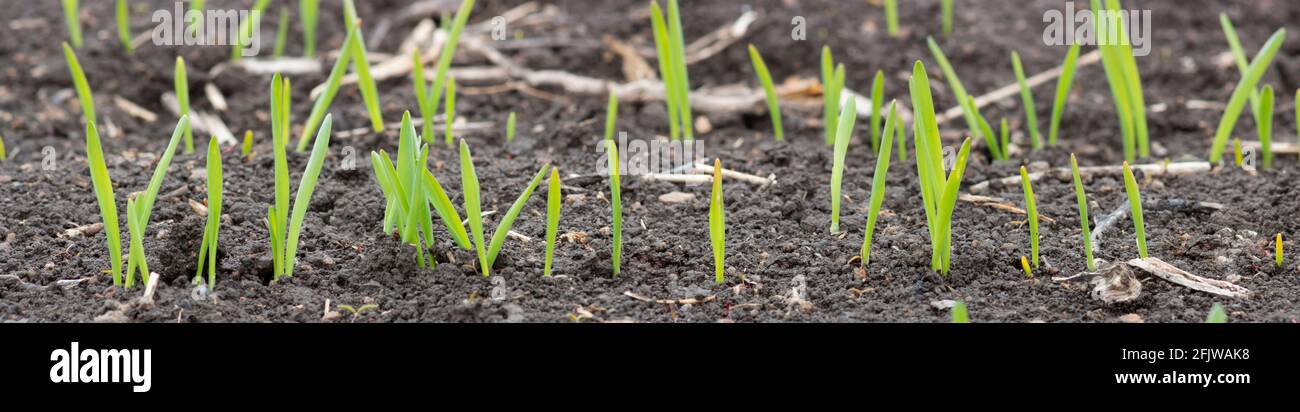 Panorama of barley leaves, row of sprouted grain in the soil on the ...
