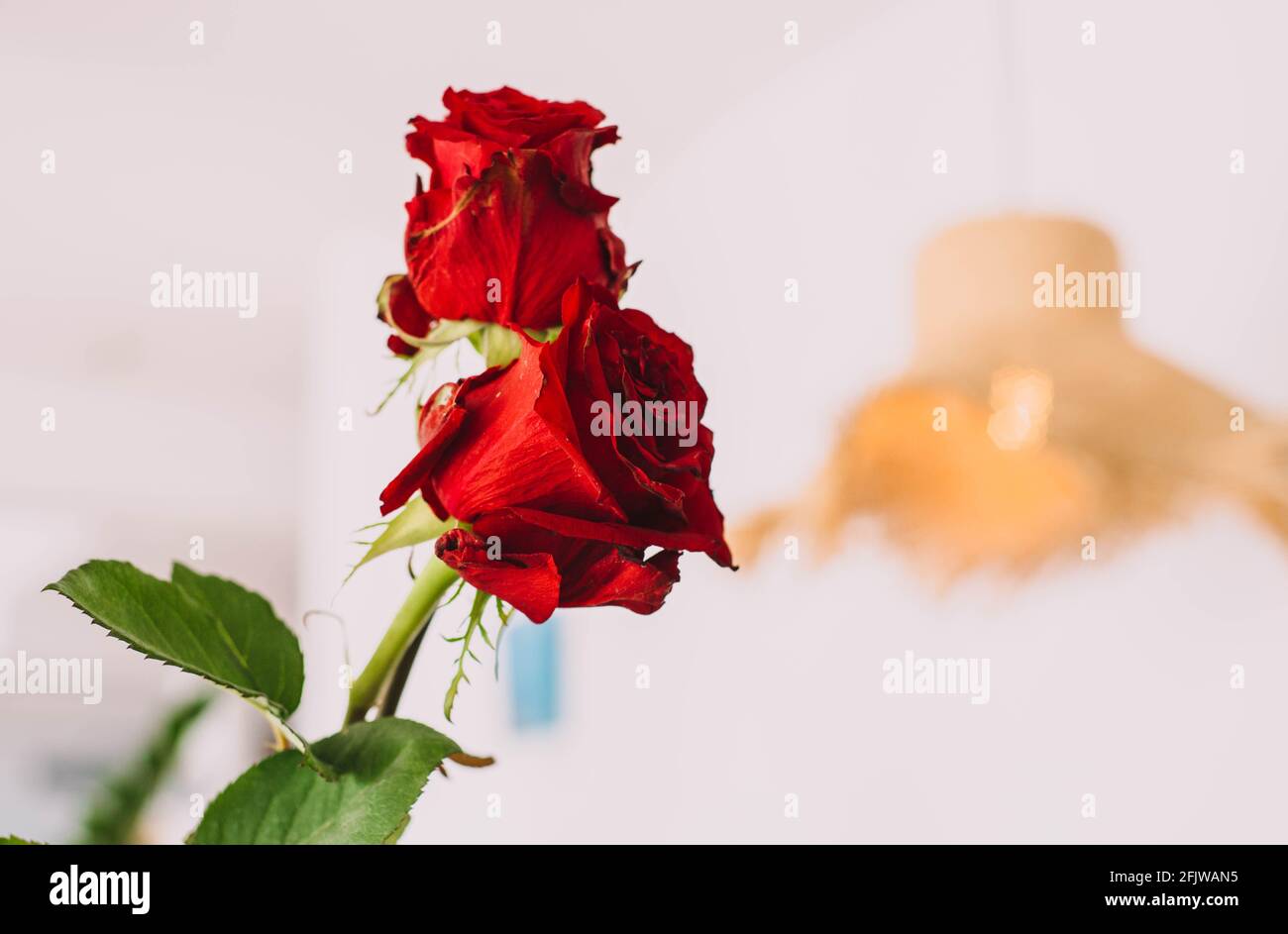 Close up set thorns hi-res stock photography and images - Alamy