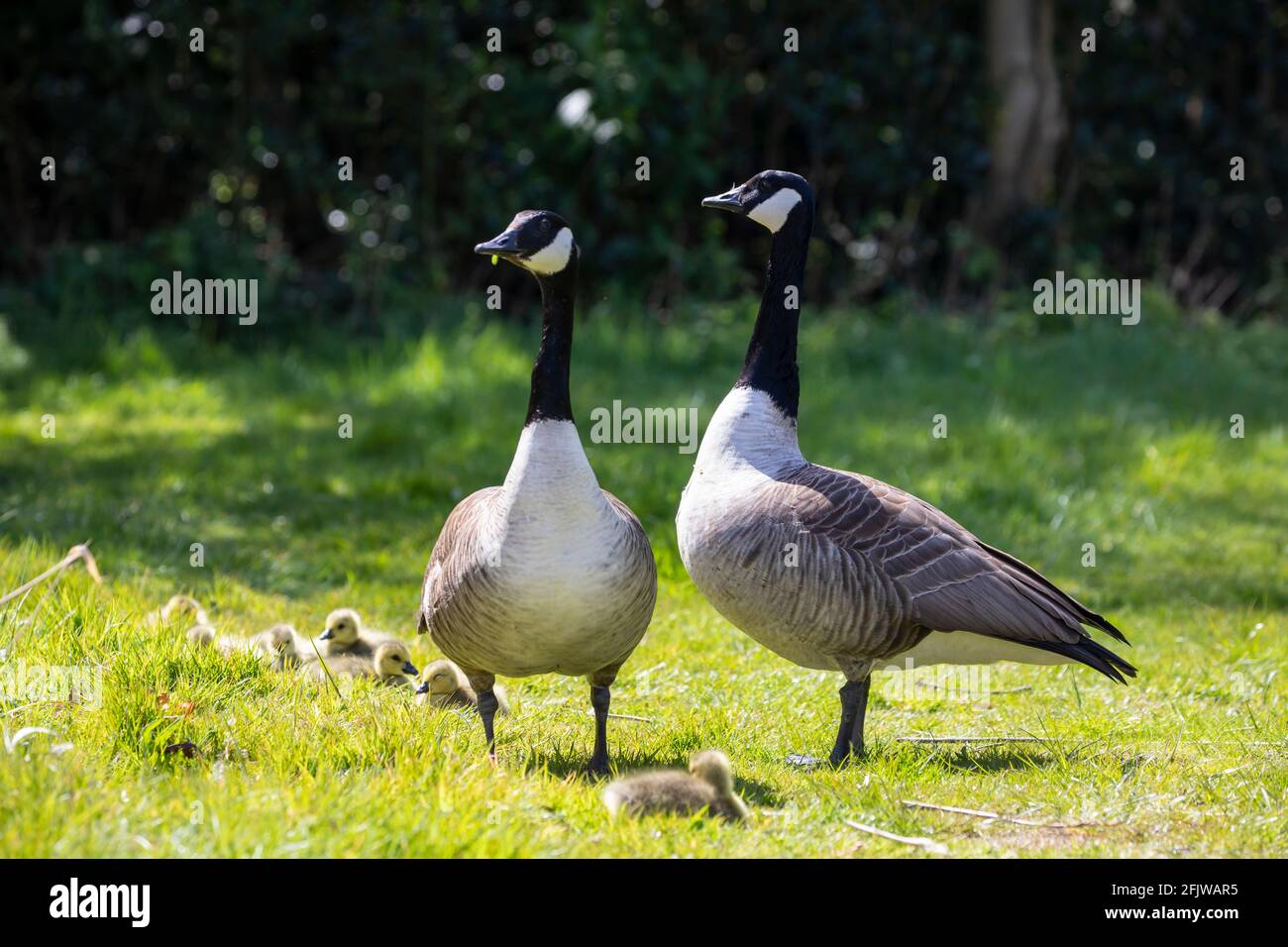 Young canada goose hi-res stock photography and images - Alamy