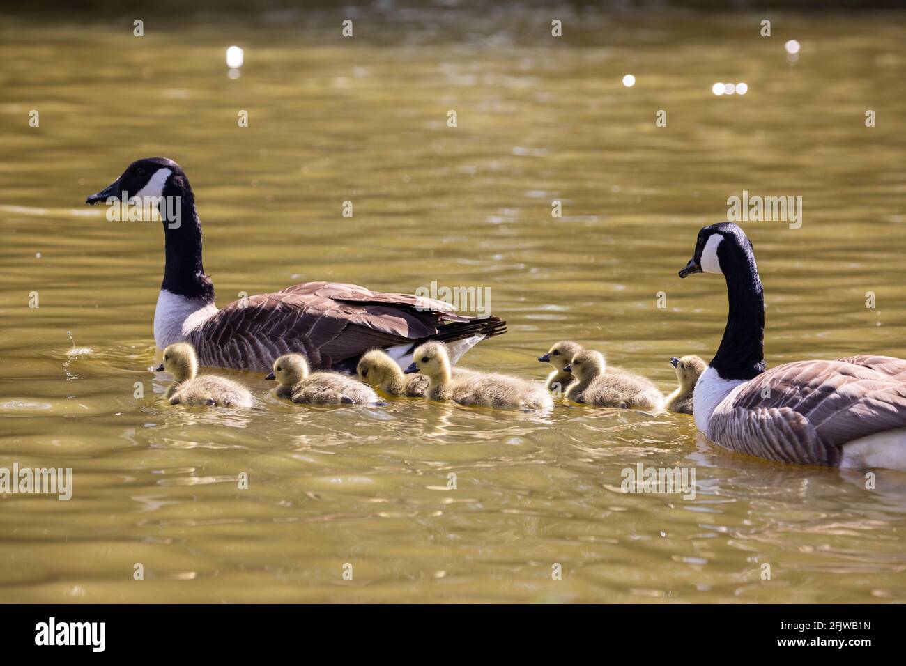 Hatched geese hi-res stock photography and images - Alamy