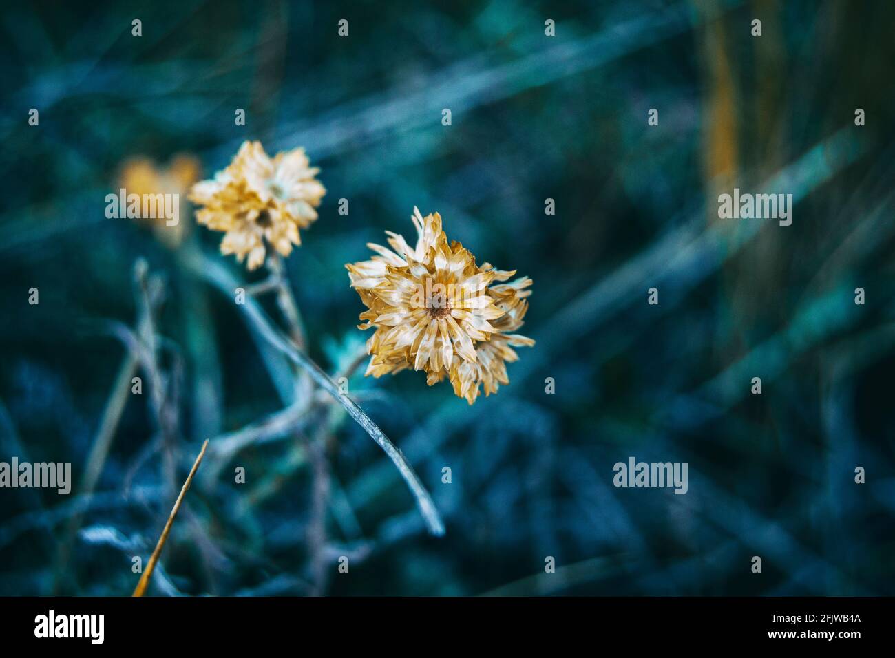 helichrysum flower in nature outdoors, close up view and totally dry ...