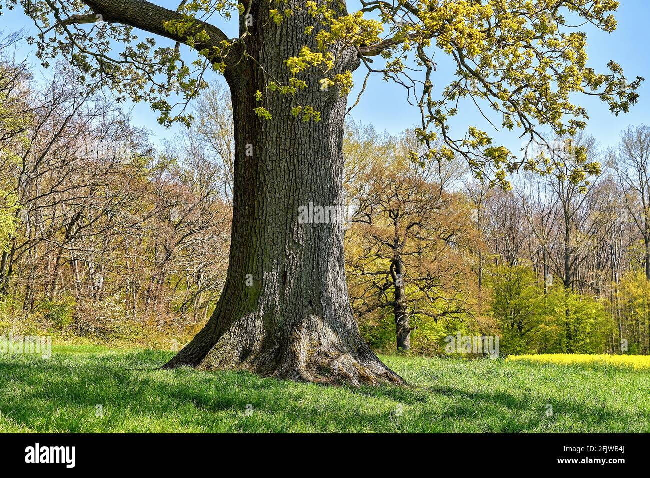 A large oak tree in spring Stock Photo - Alamy
