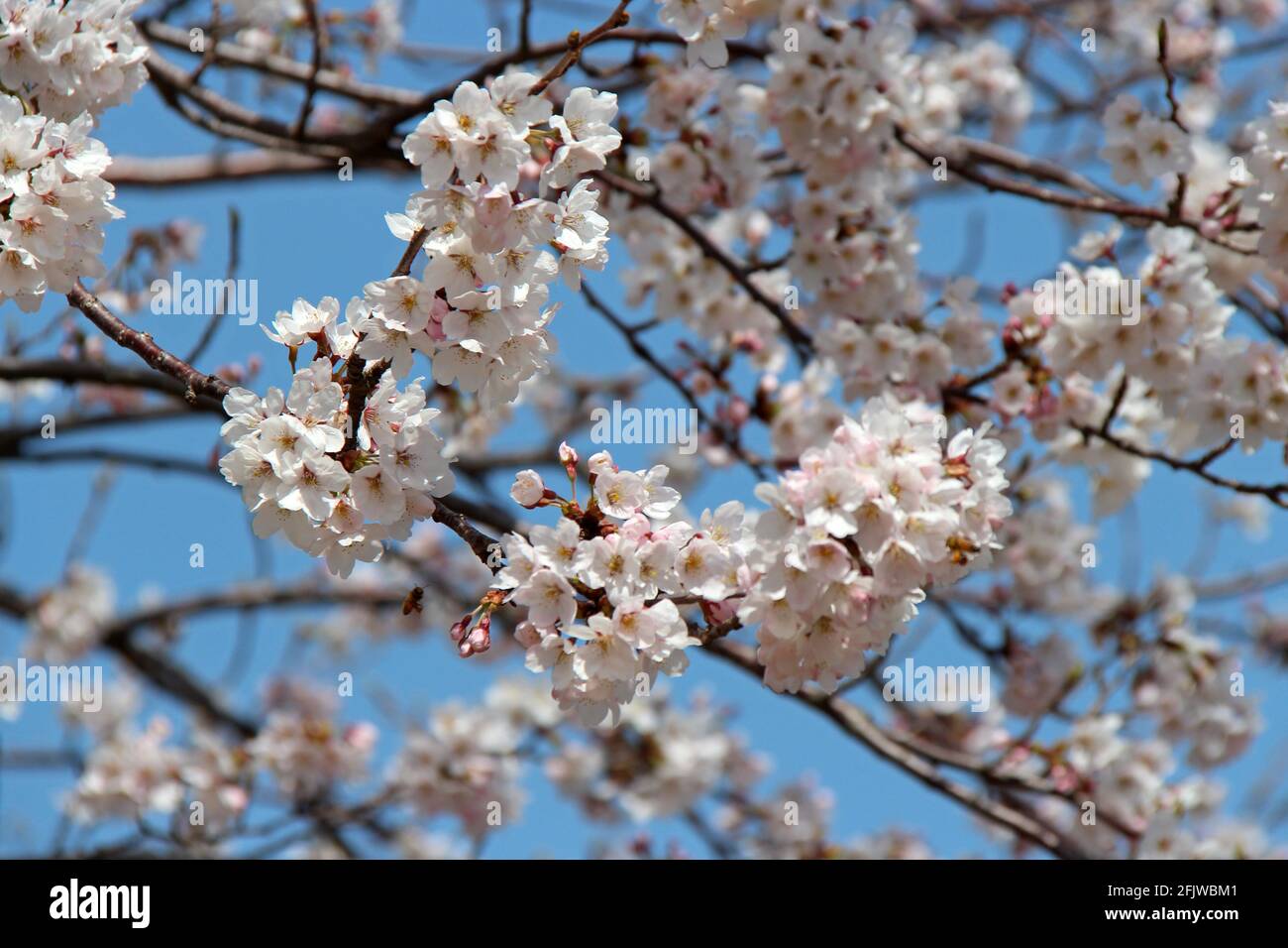 blooming cherry trees in amanohashidate (japan Stock Photo - Alamy