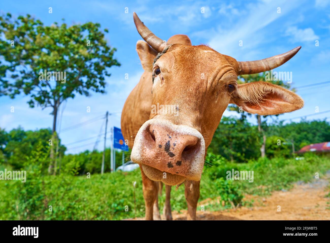 Cow standing on roadside hi-res stock photography and images - Alamy